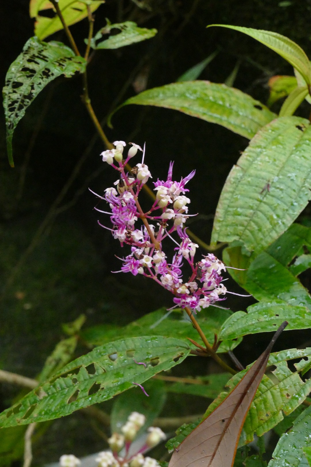 Blastus pauciflorus - PictureThis