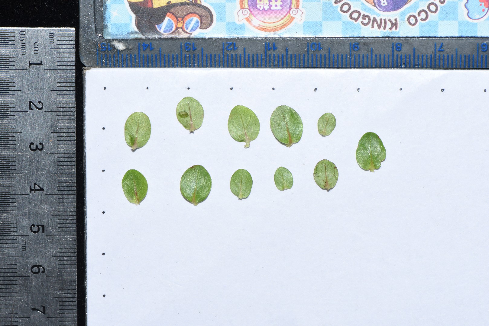 How to Plant and Grow Dwarf rotala(Rotala rotundifolia)