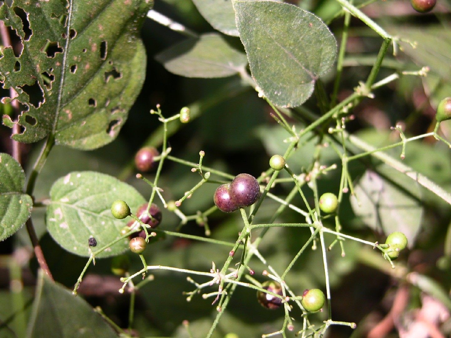Rubia cordifolia - PictureThis