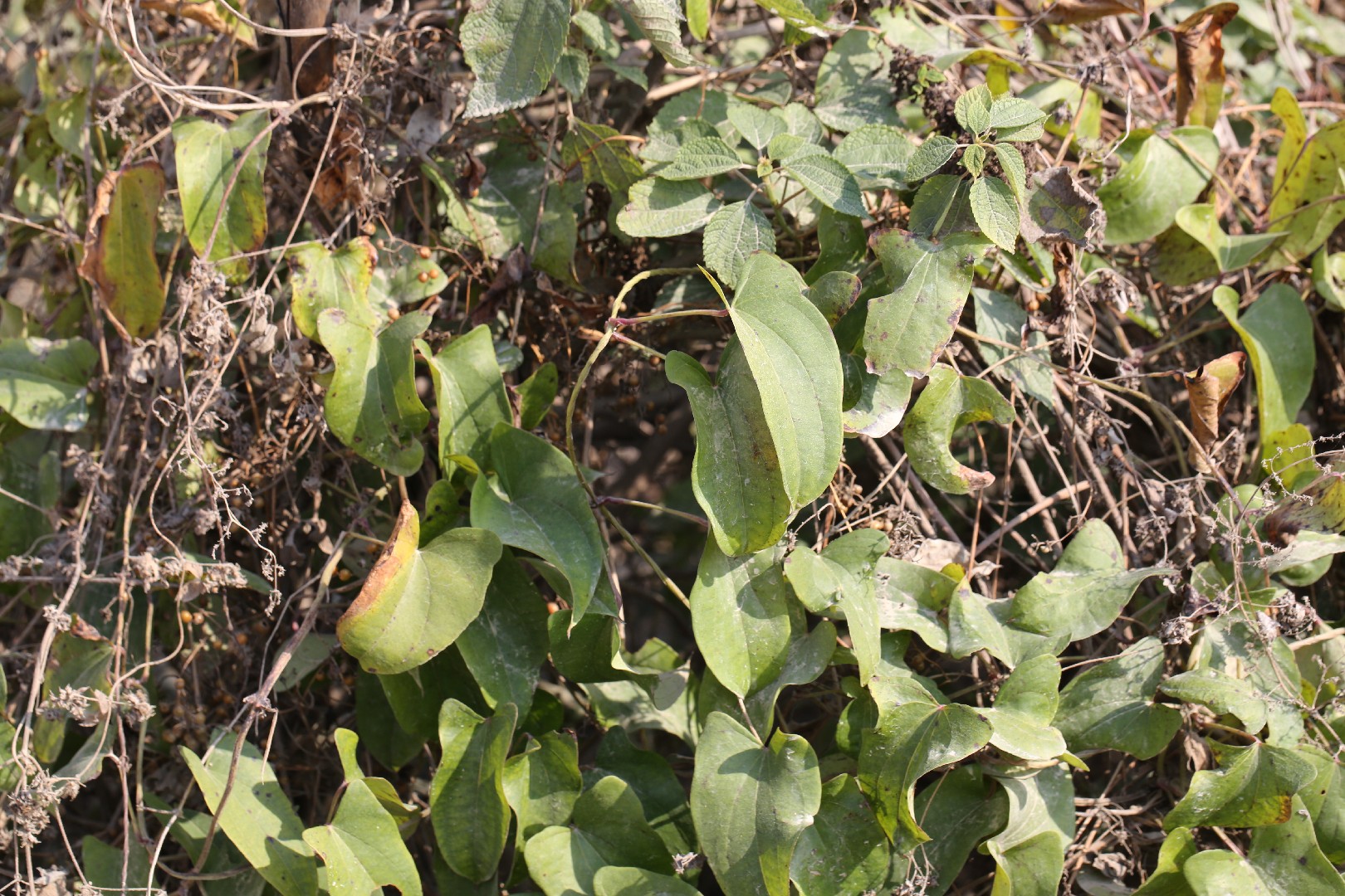 Water yam (Dioscorea alata) Flower, Leaf, Care, Uses - PictureThis