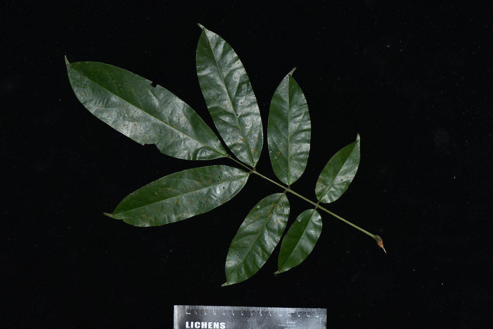 Connarus paniculatus Flower, Leaf, Care, Uses - PictureThis