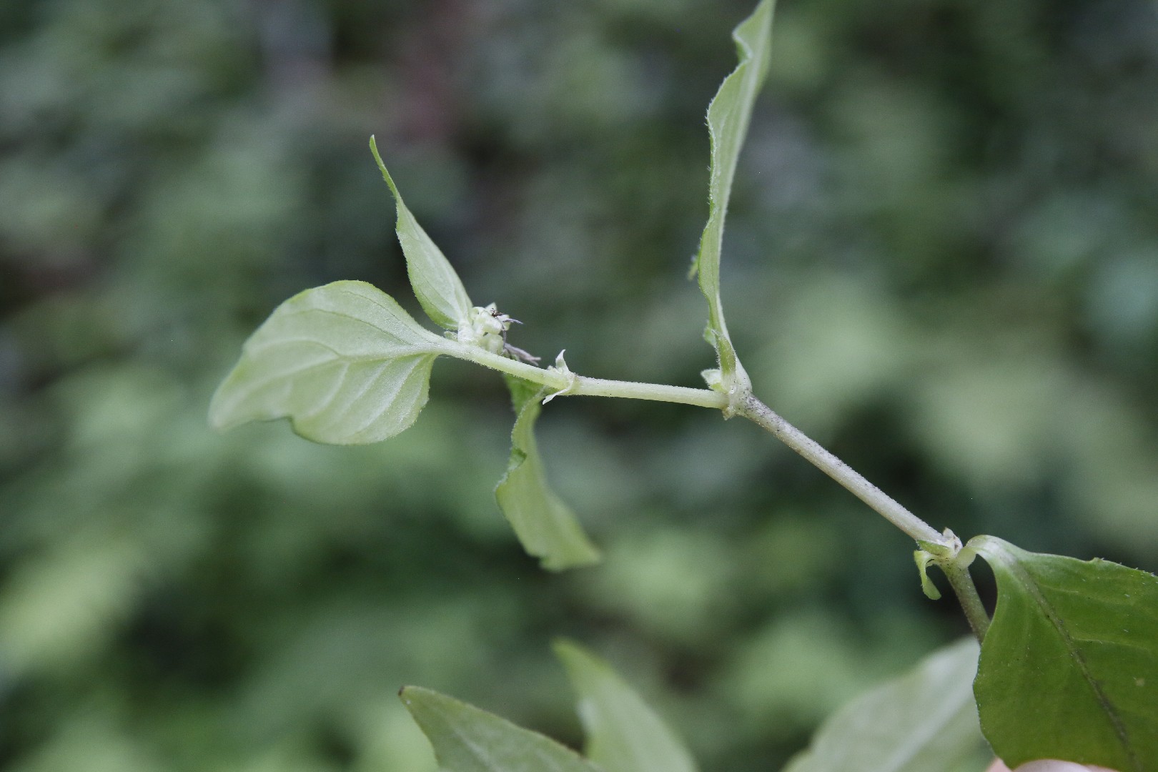 Theligonum Care (Watering, Fertilize, Pruning, Propagation) - PictureThis