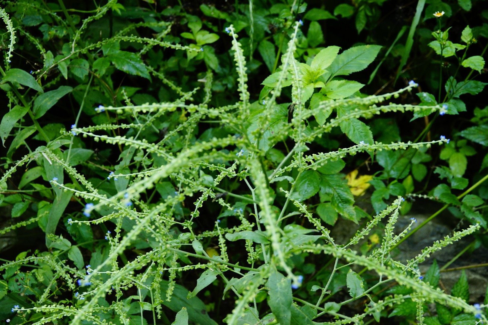Cynoglossum lanceolatum - PictureThis