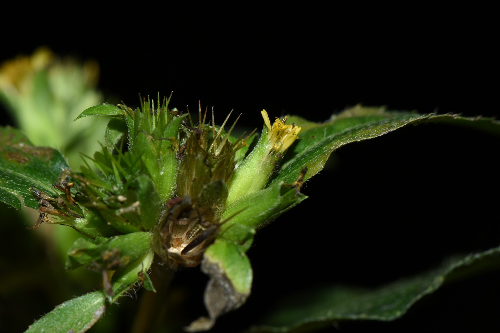 Jotang Kuda (Synedrella nodiflora) - PictureThis