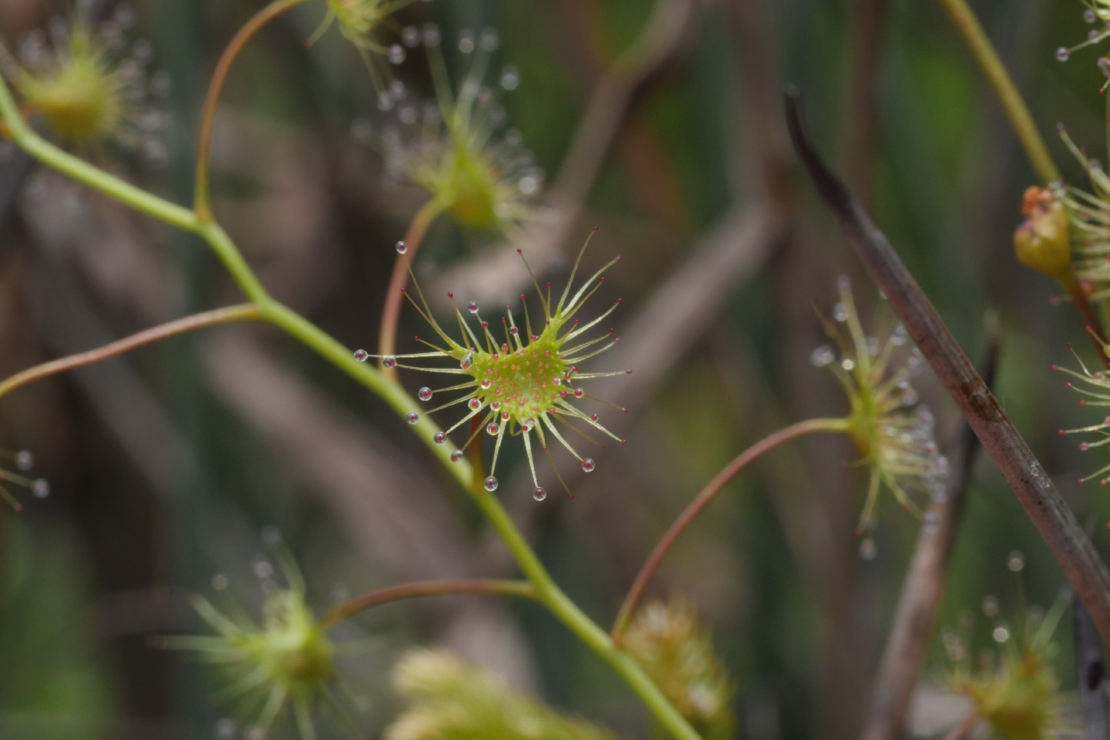 Drosera peltata - PictureThis