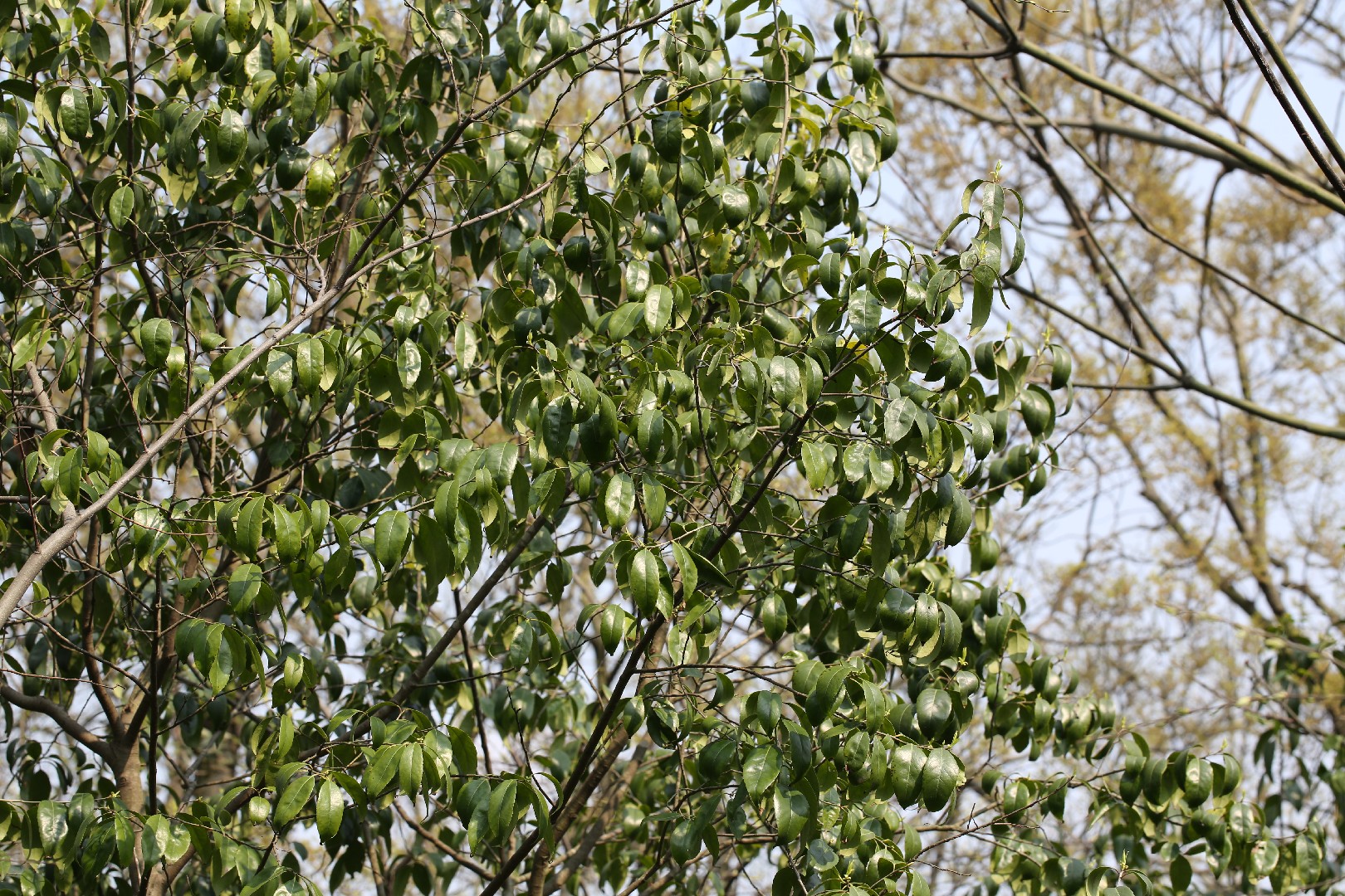 Ilex chinensis - PictureThis