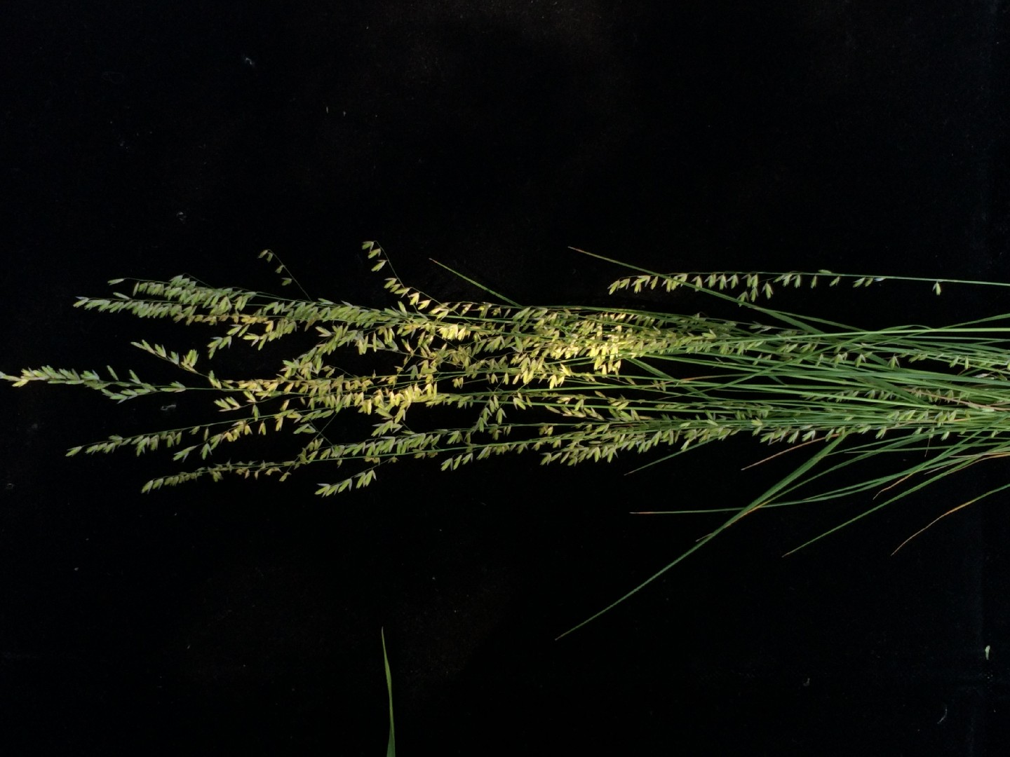 Melica scabrosa - PictureThis
