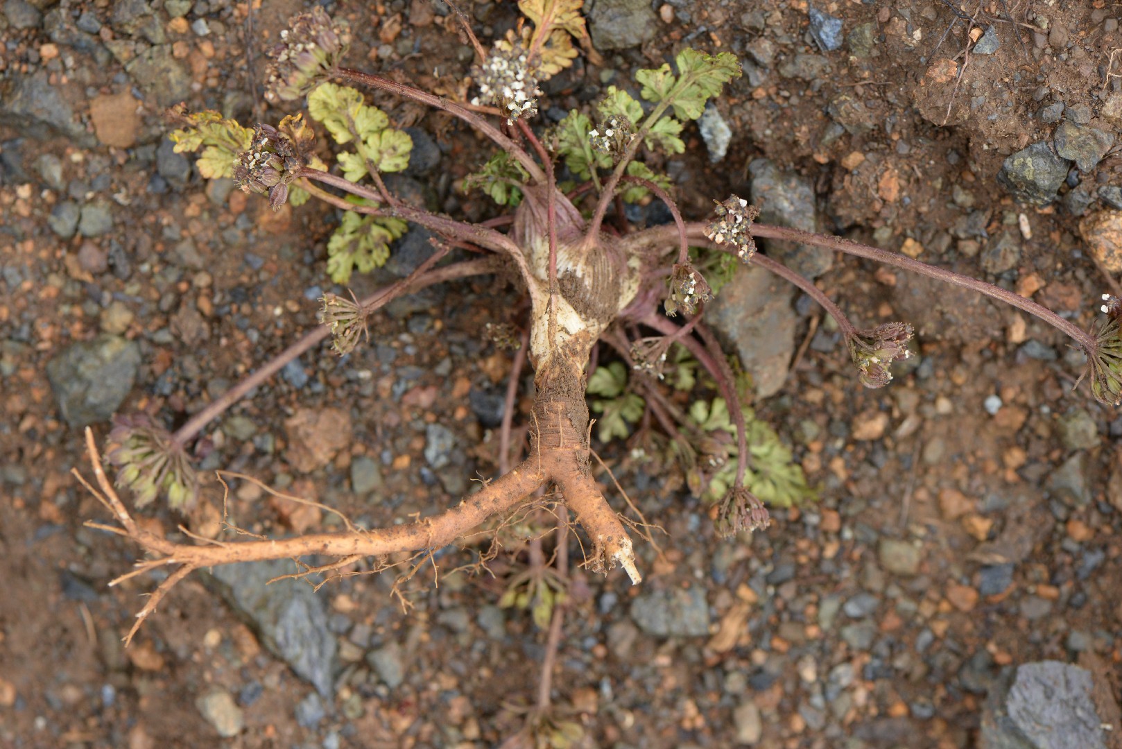 Trachydium Care (Watering, Fertilize, Pruning, Propagation) - PictureThis