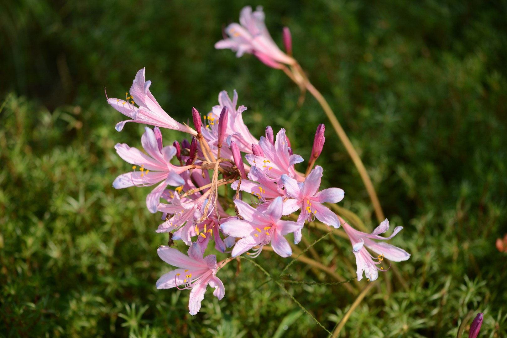 Lycoris - PictureThis