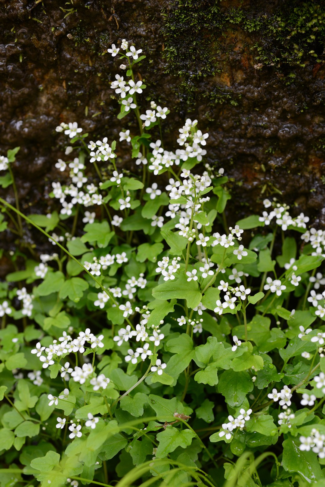 Cardamine scutata - PictureThis