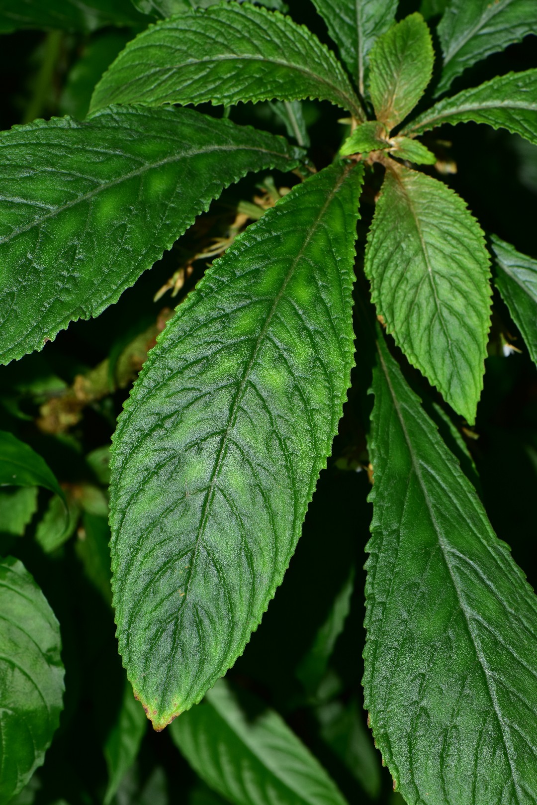 Rhynchotechum discolor Flower, Leaf, Care, Uses - PictureThis