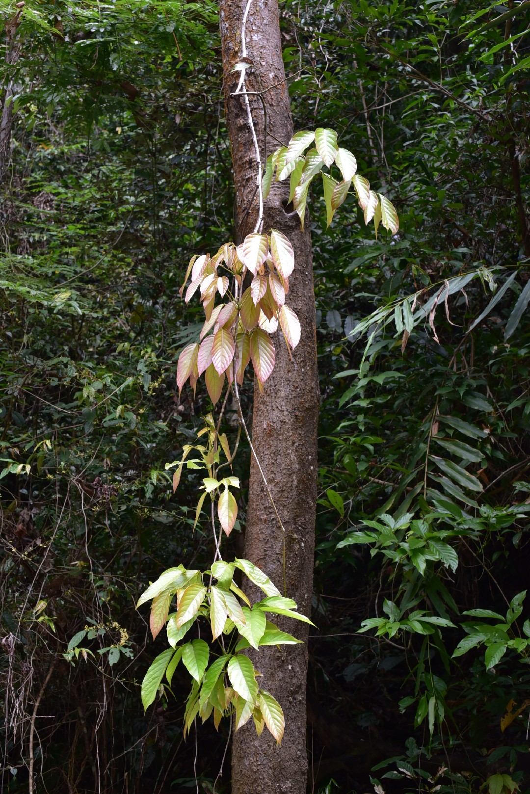 Spatholobus stem (Spatholobus suberectus) Flower, Leaf, Care, Uses ...