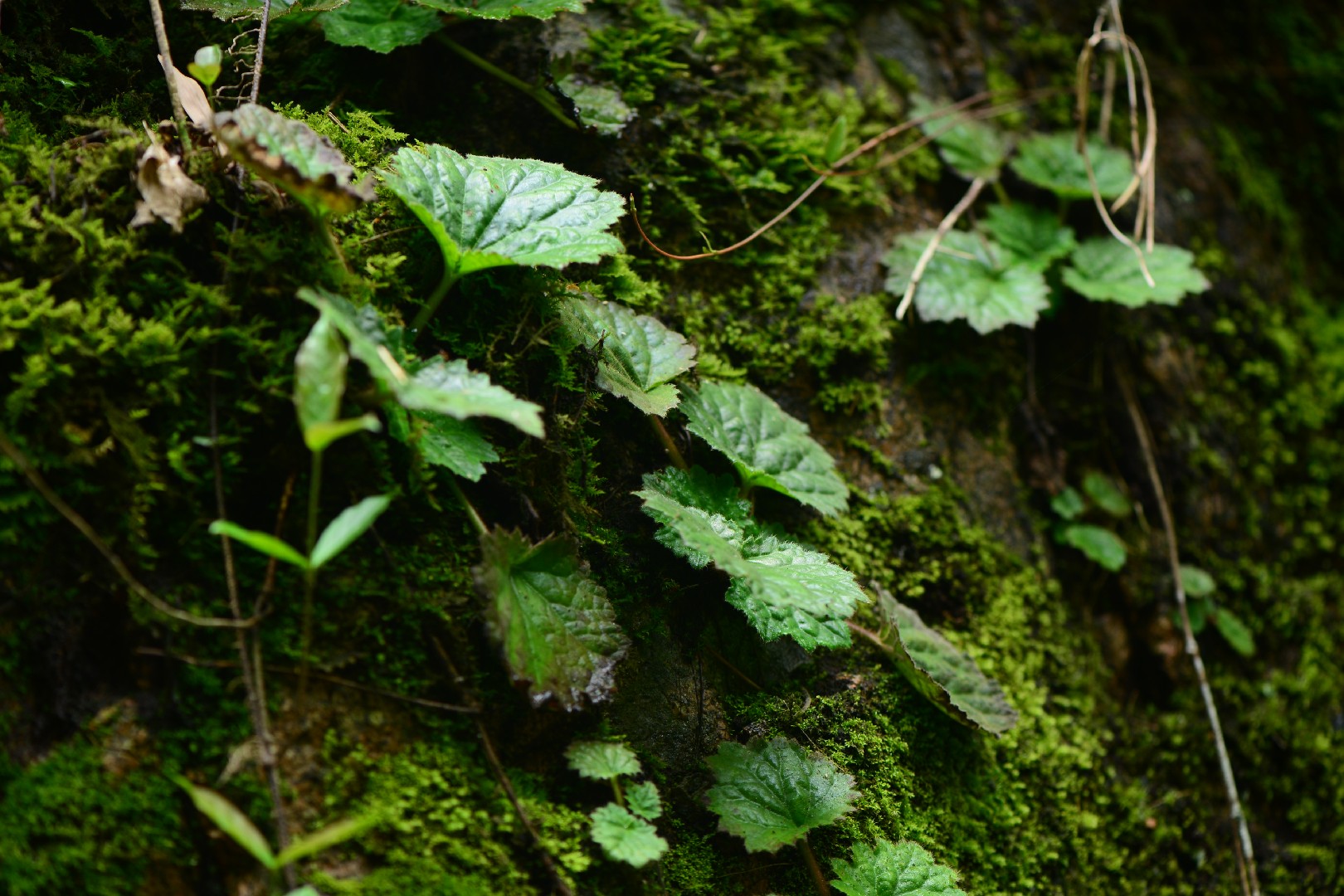 Didymocarpus Care (Watering, Fertilize, Pruning, Propagation) - PictureThis