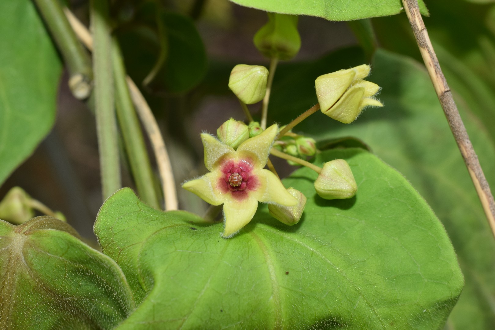 Tylophora ovata - PictureThis