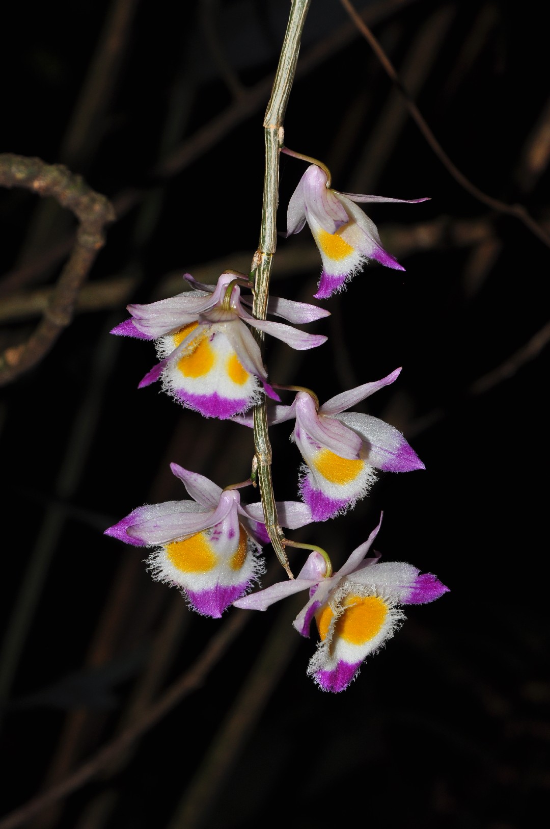Dendrobium Flower, Leaf, Care, Uses - PictureThis