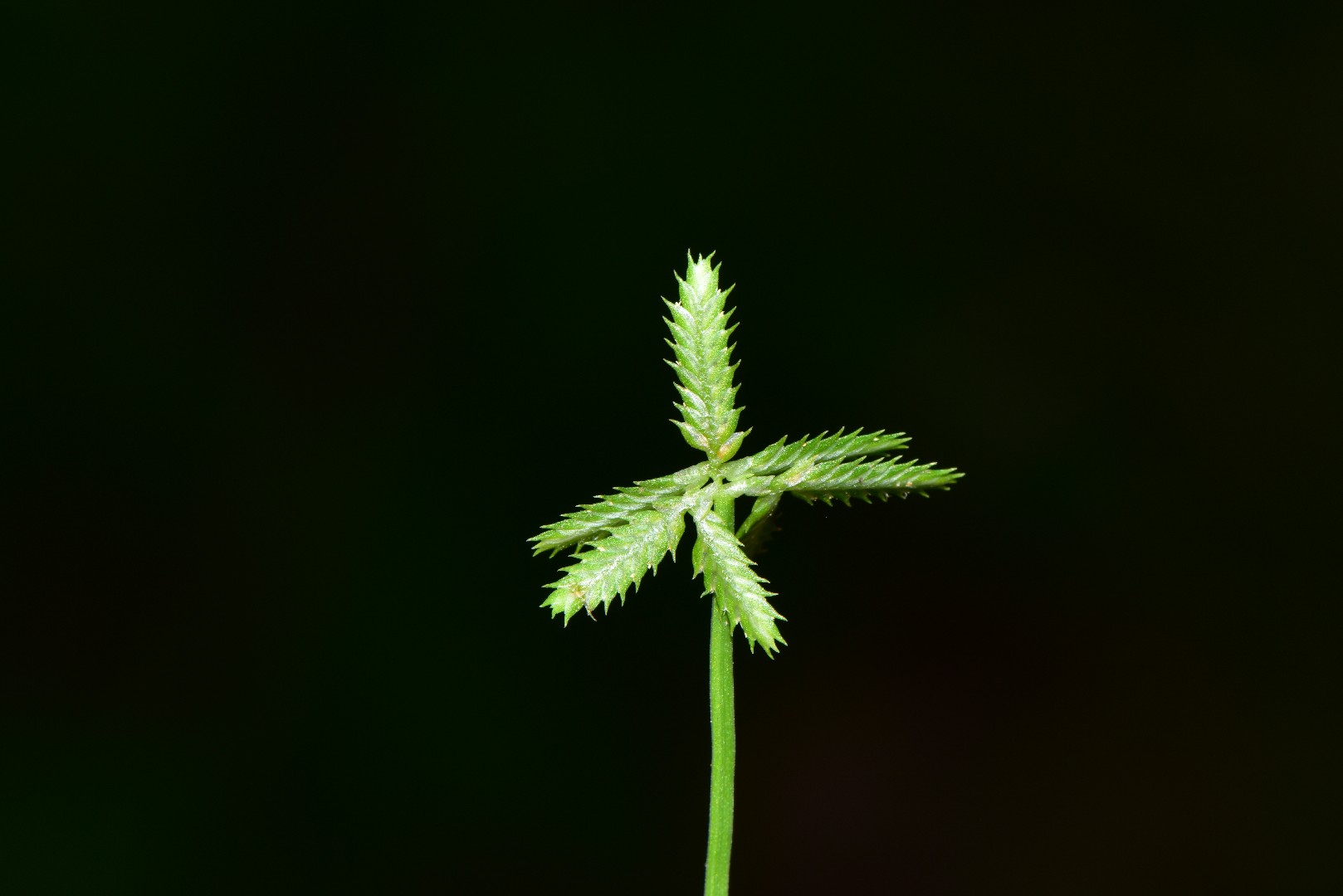 Souchet vigoureux (Cyperus compressus) - PictureThis