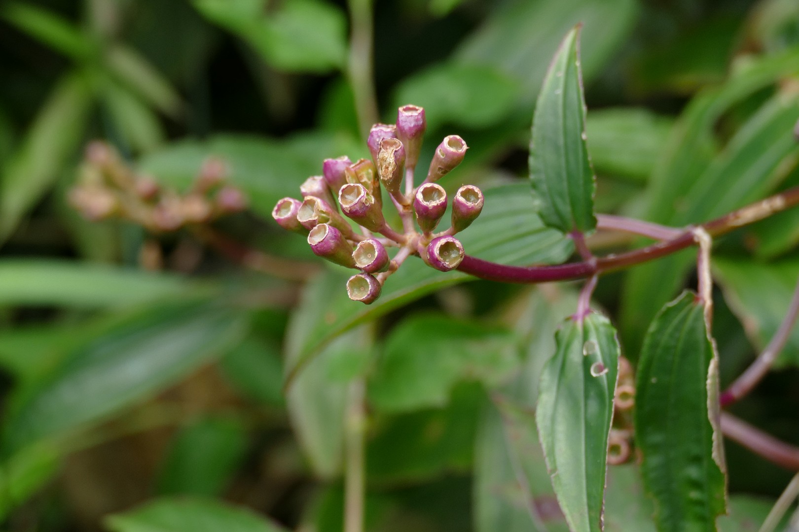 Fordiophyton faberi Flower, Leaf, Care, Uses - PictureThis
