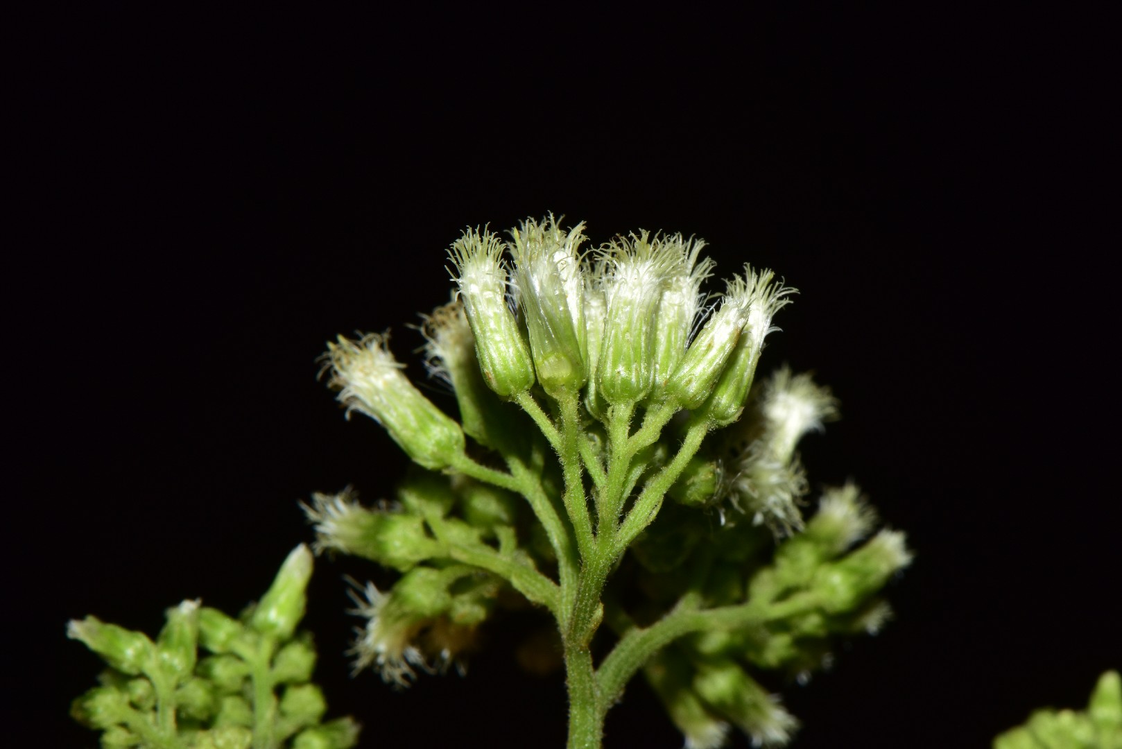 Microglossa pyrifolia - PictureThis