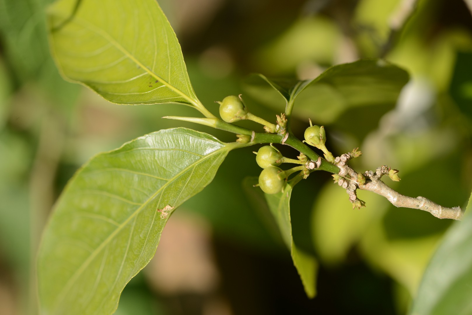 Rinorea wallichiana Flower, Leaf, Care, Uses - PictureThis