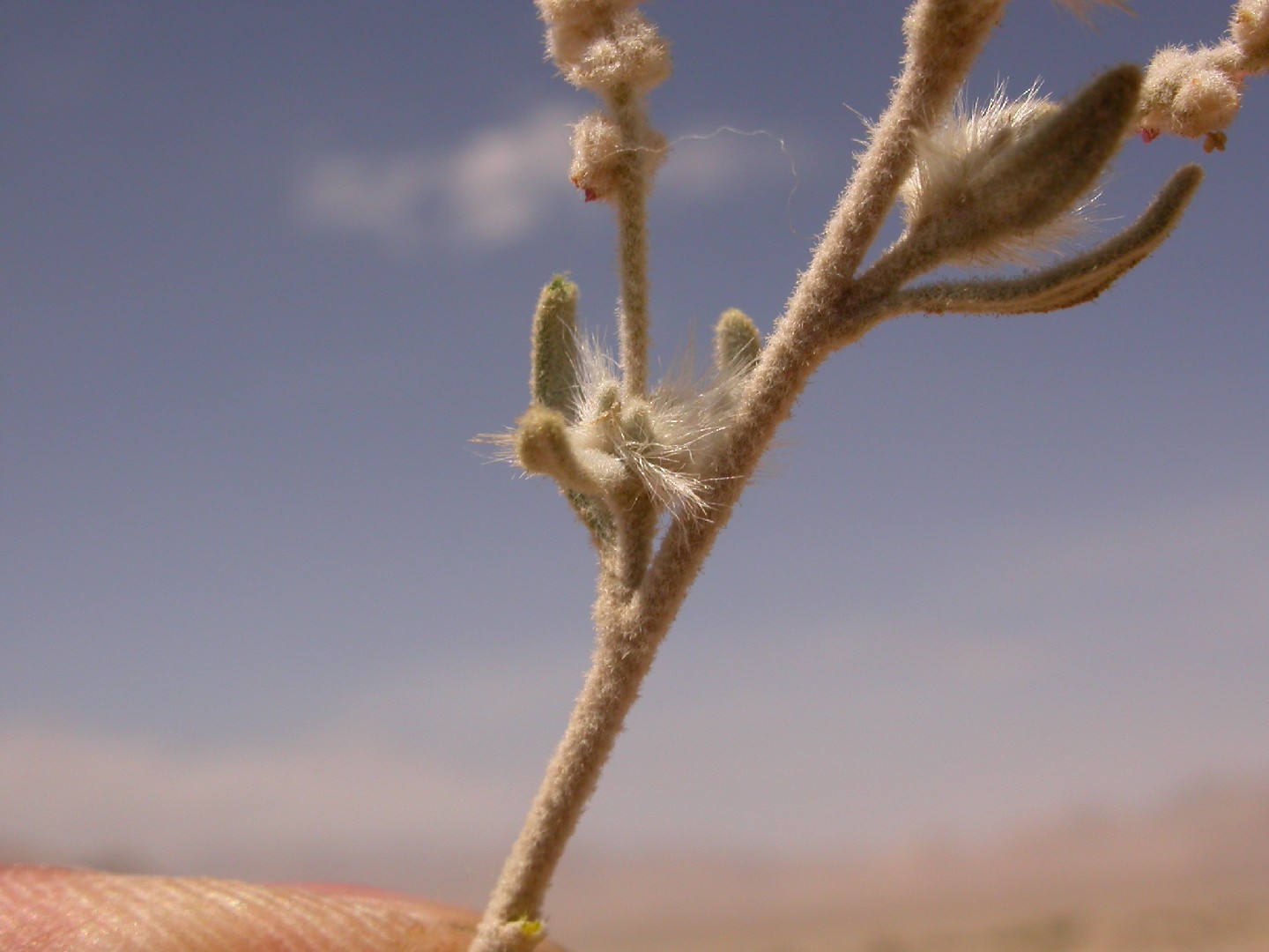Alarba (Krascheninnikovia ceratoides) - PictureThis