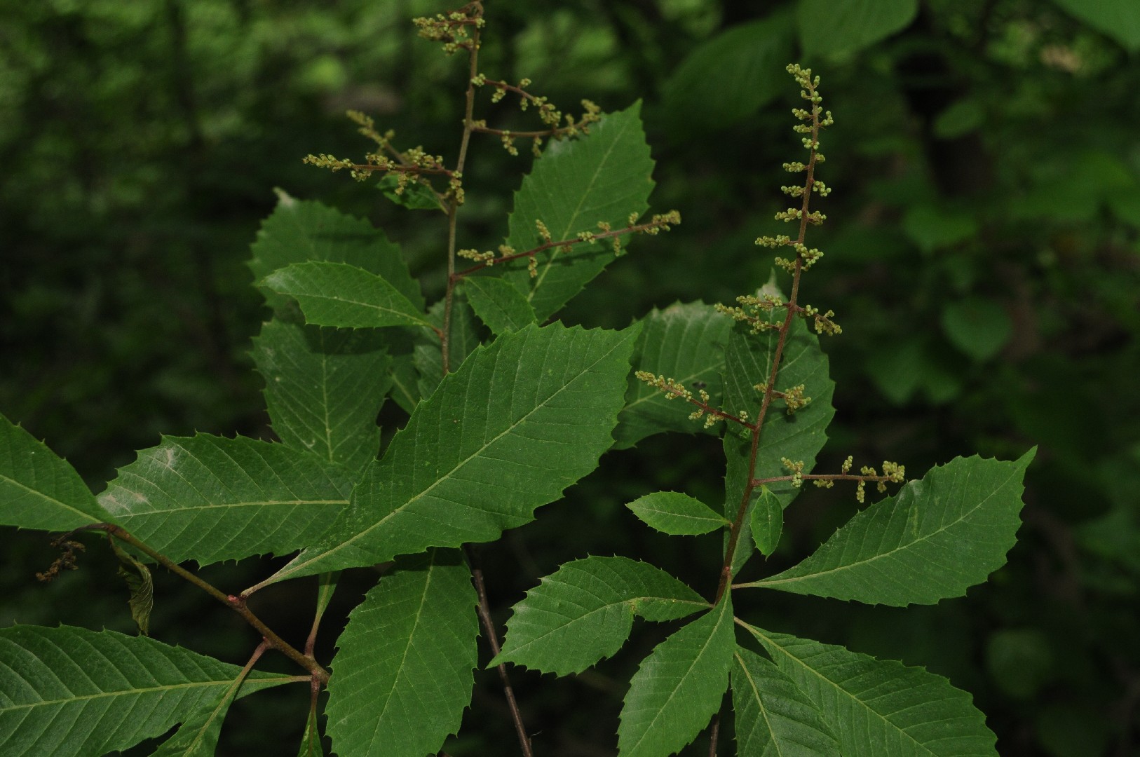 Meliosma cuneifolia - PictureThis