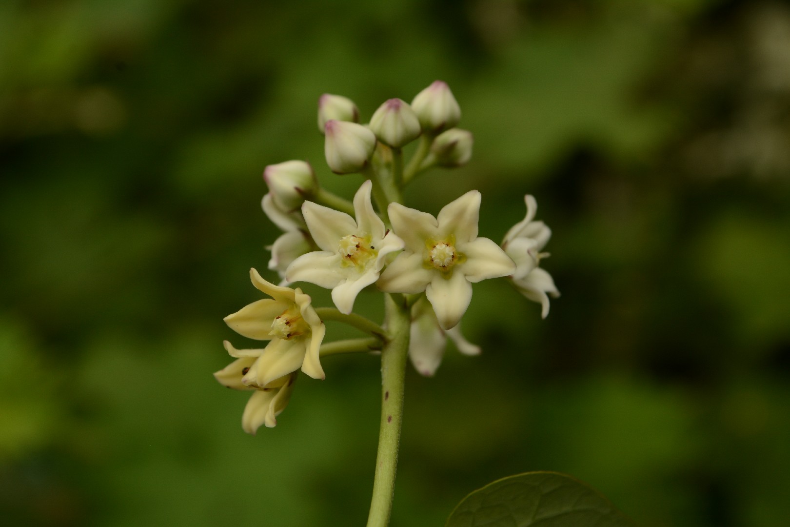 🍀 How to Grow and Care for Cynanchum hemsleyanum