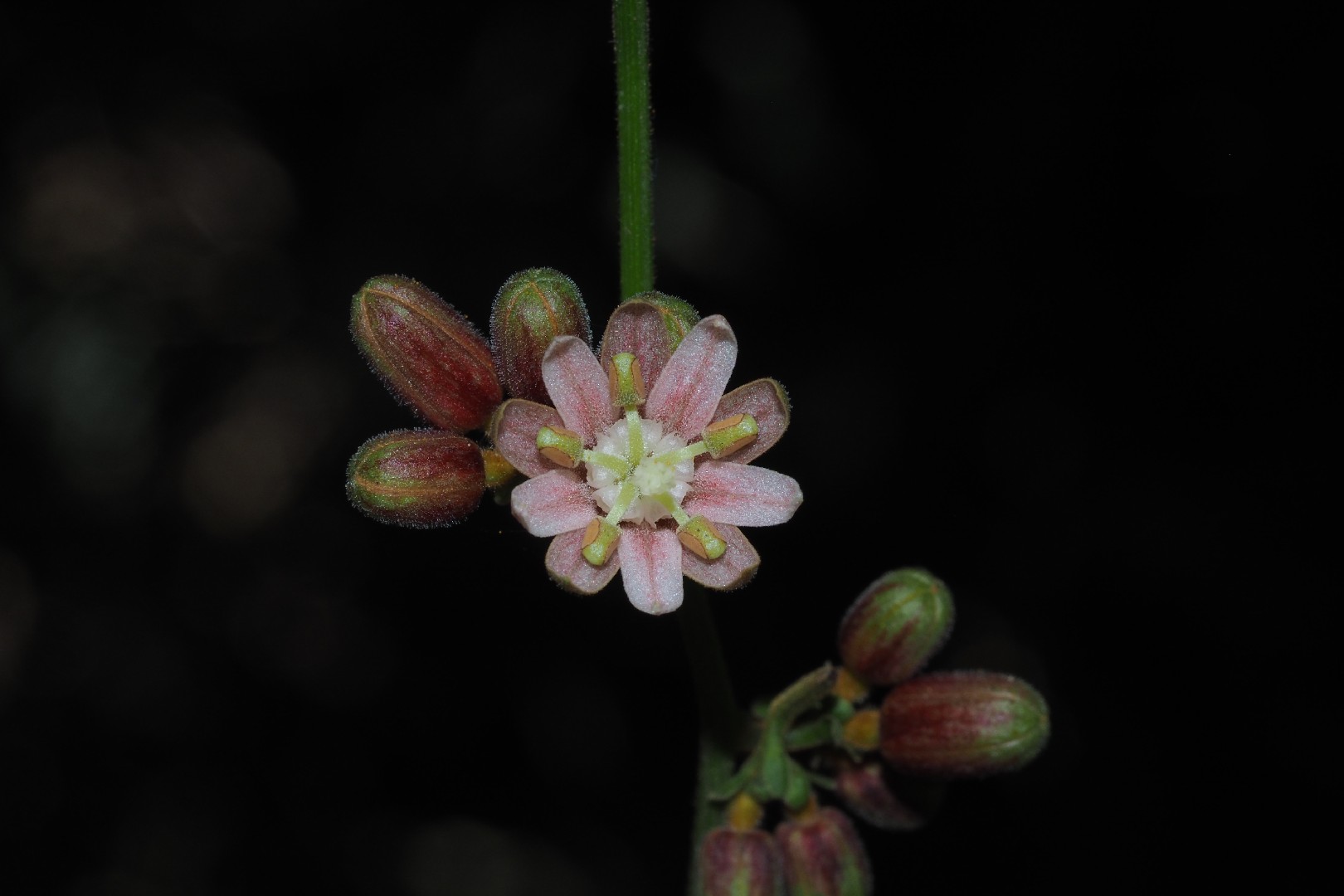 Illigera rhodantha Flower, Leaf, Care, Uses - PictureThis