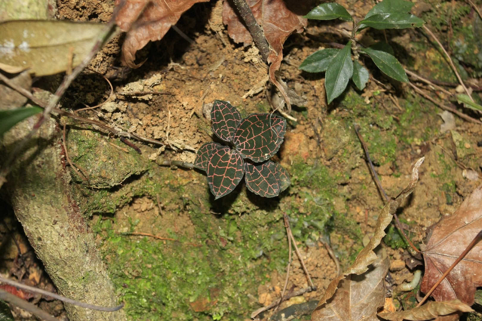 Anoectochilus roxburghii - PictureThis