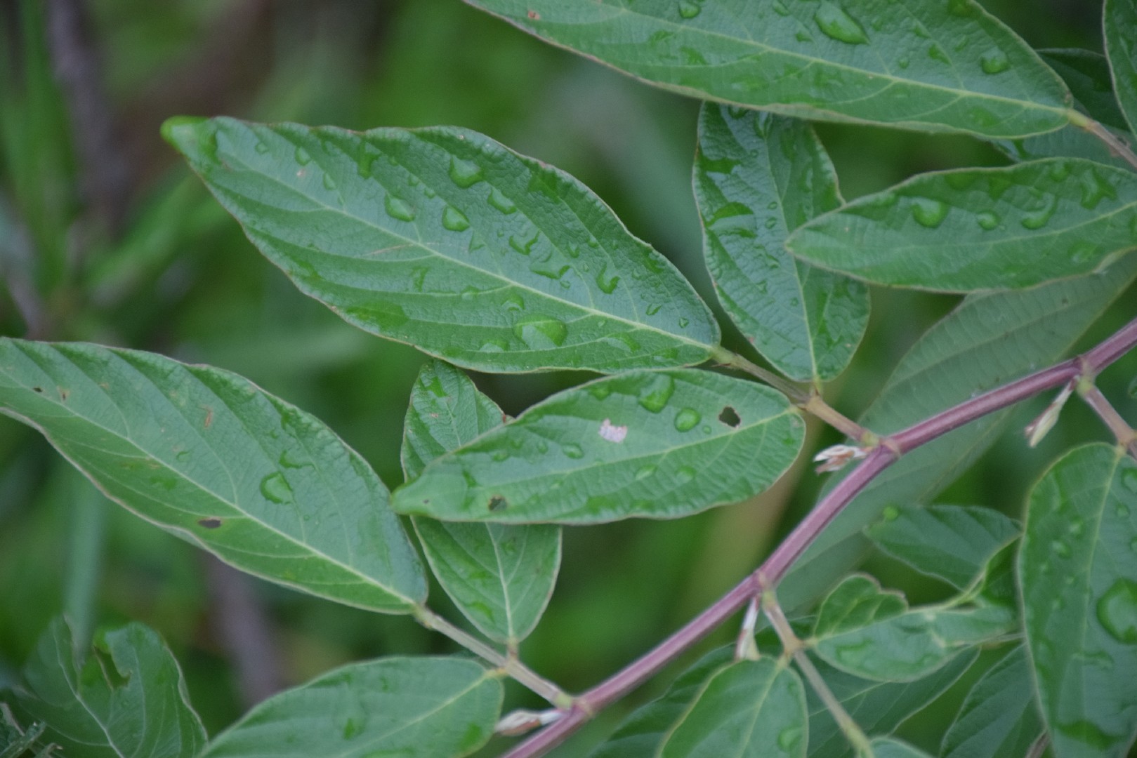 Flemingia macrophylla - PictureThis