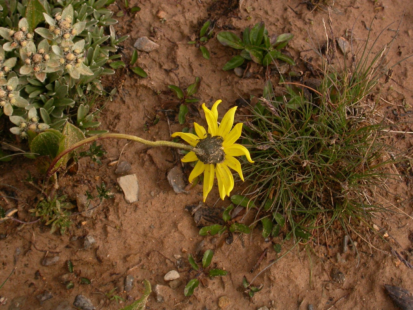 Cremanthodium ellisii - PictureThis