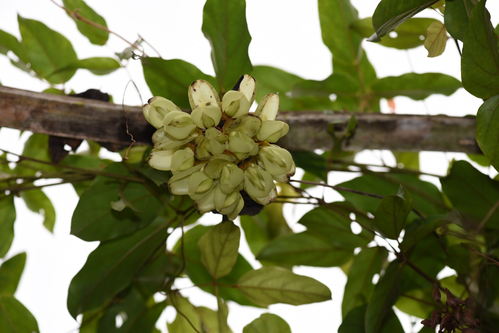 Mucuna gigantea - PictureThis