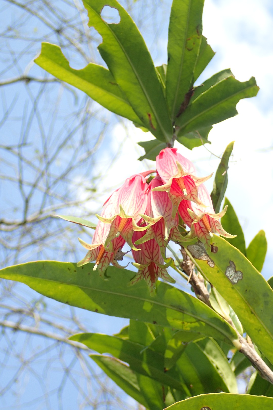 Agapetes burmanica - PictureThis