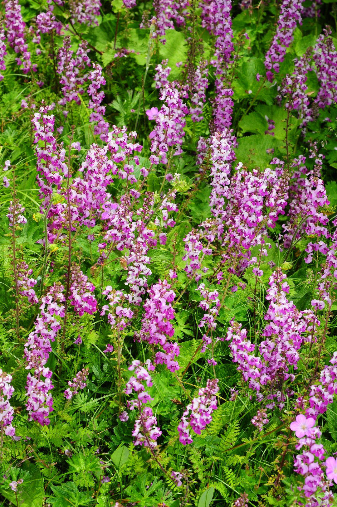 Pedicularis Care (Watering, Fertilize, Pruning, Propagation) - PictureThis