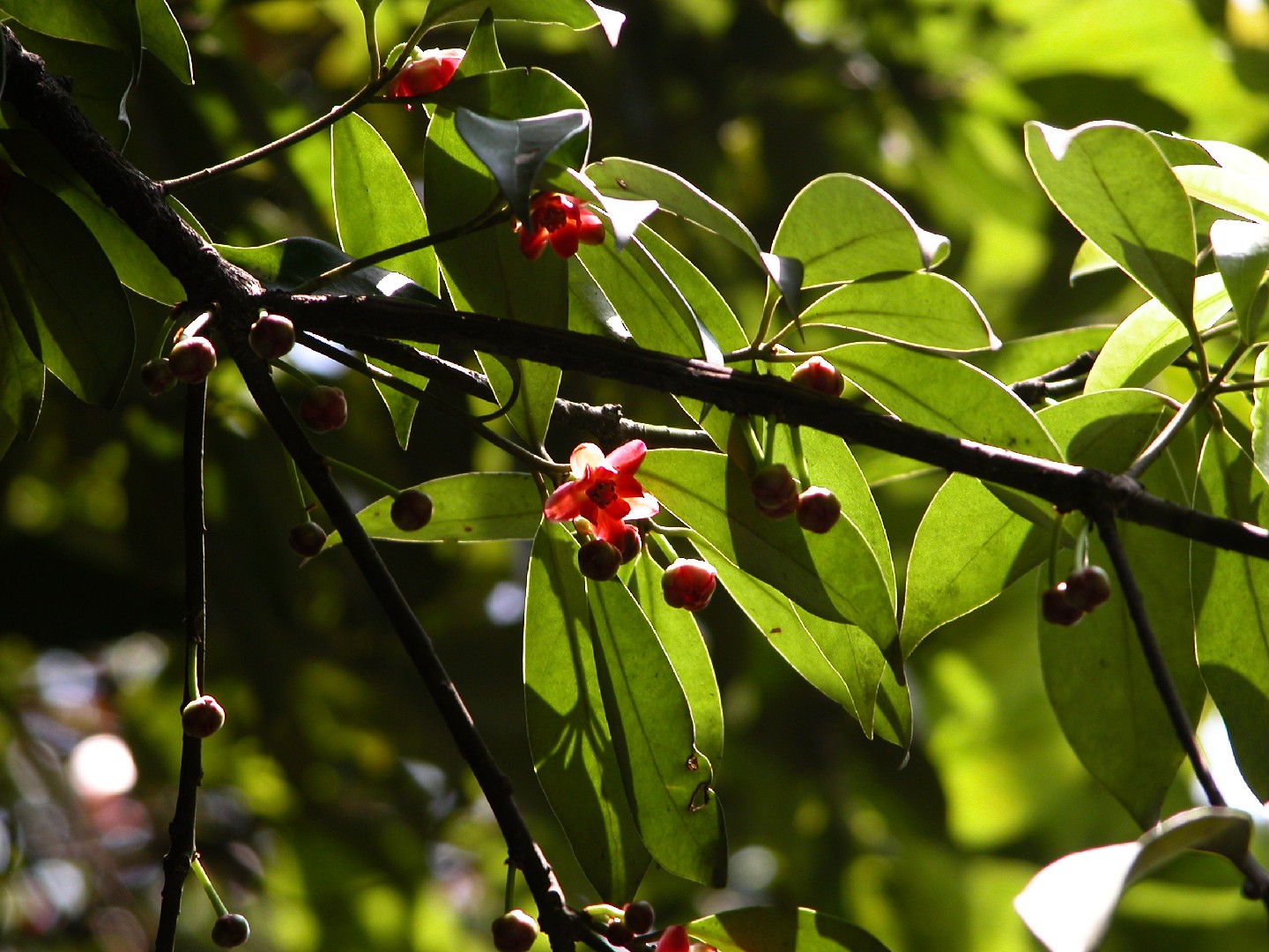 Illicium lanceolatum - PictureThis