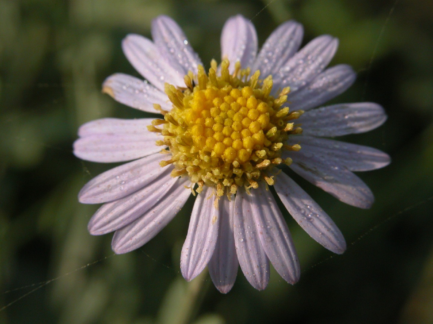 마란 (Aster indicus) - PictureThis