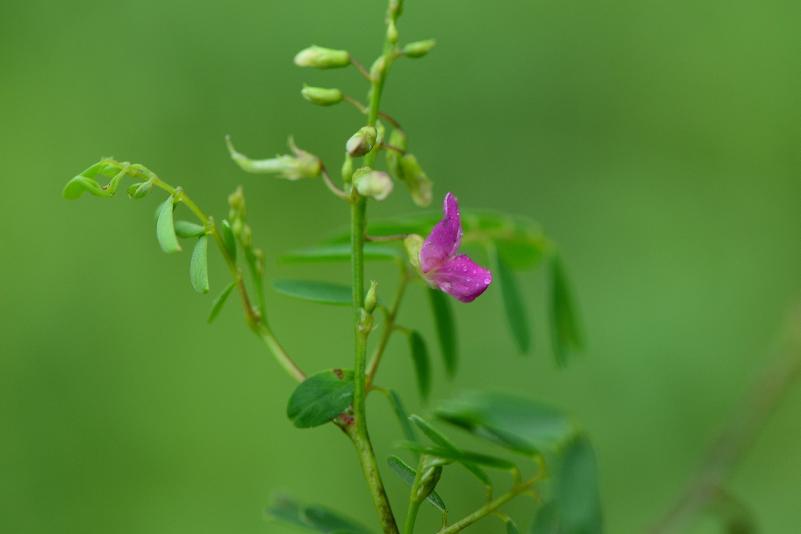 Tephrosia purpurea - PictureThis