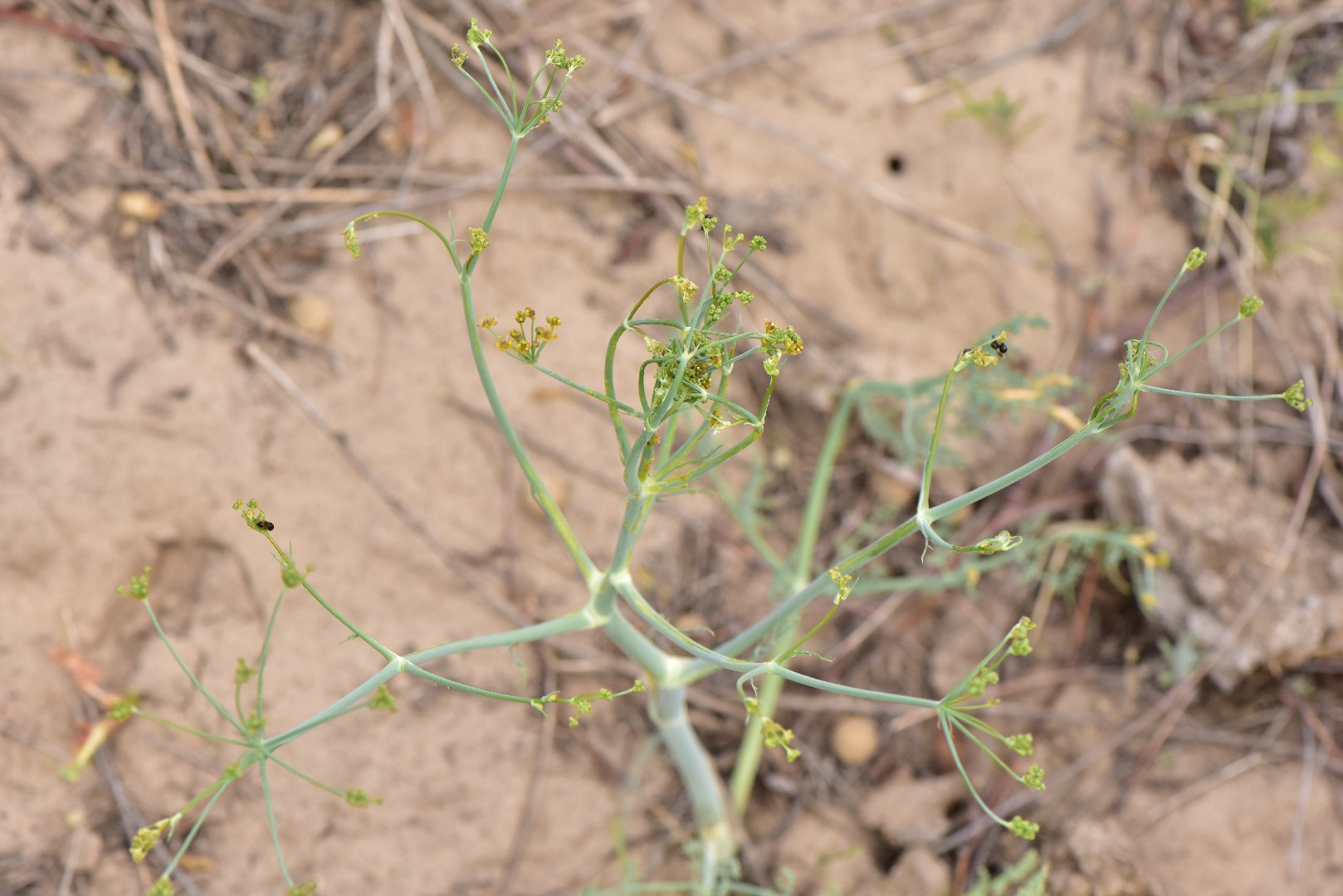 Ferula bungeana - PictureThis