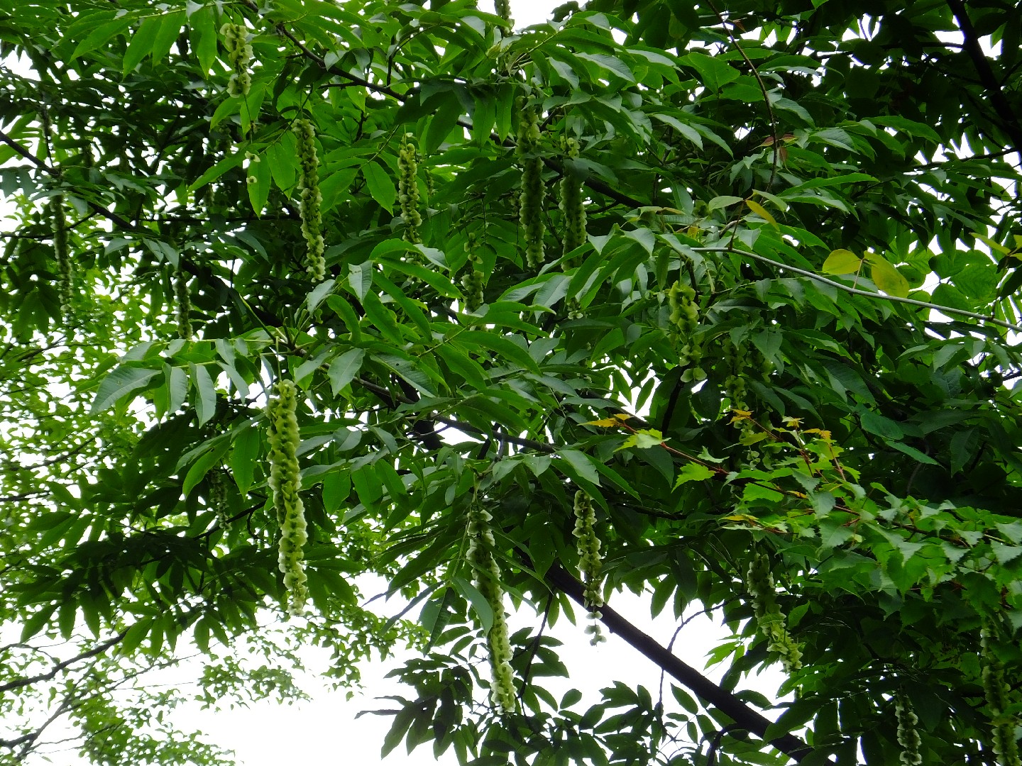Wingnuts (Pterocarya) Flower, Leaf, Care, Uses - PictureThis