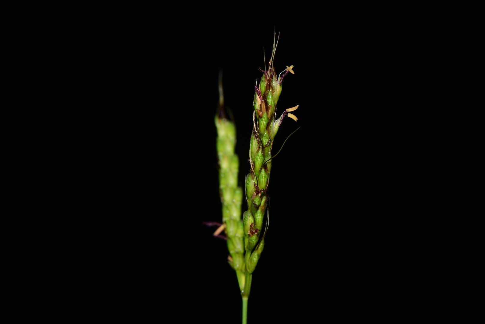 Pasto ratana (Ischaemum ciliare) - PictureThis