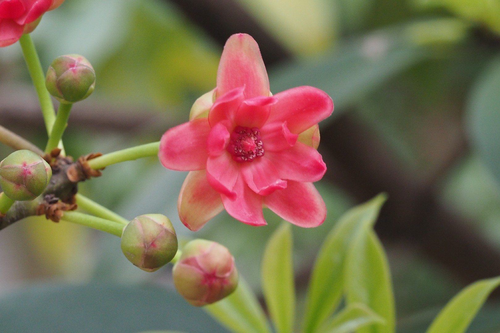 Illicium lanceolatum - PictureThis