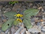 Cremanthodium ellisii - PictureThis