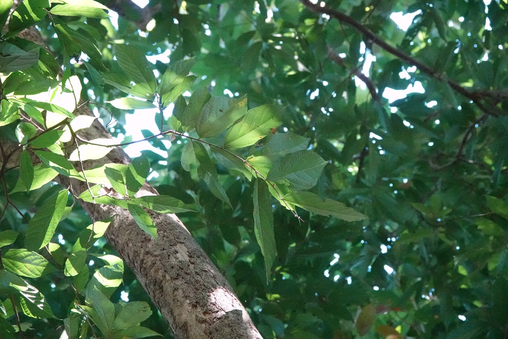 Microcos paniculata - PictureThis