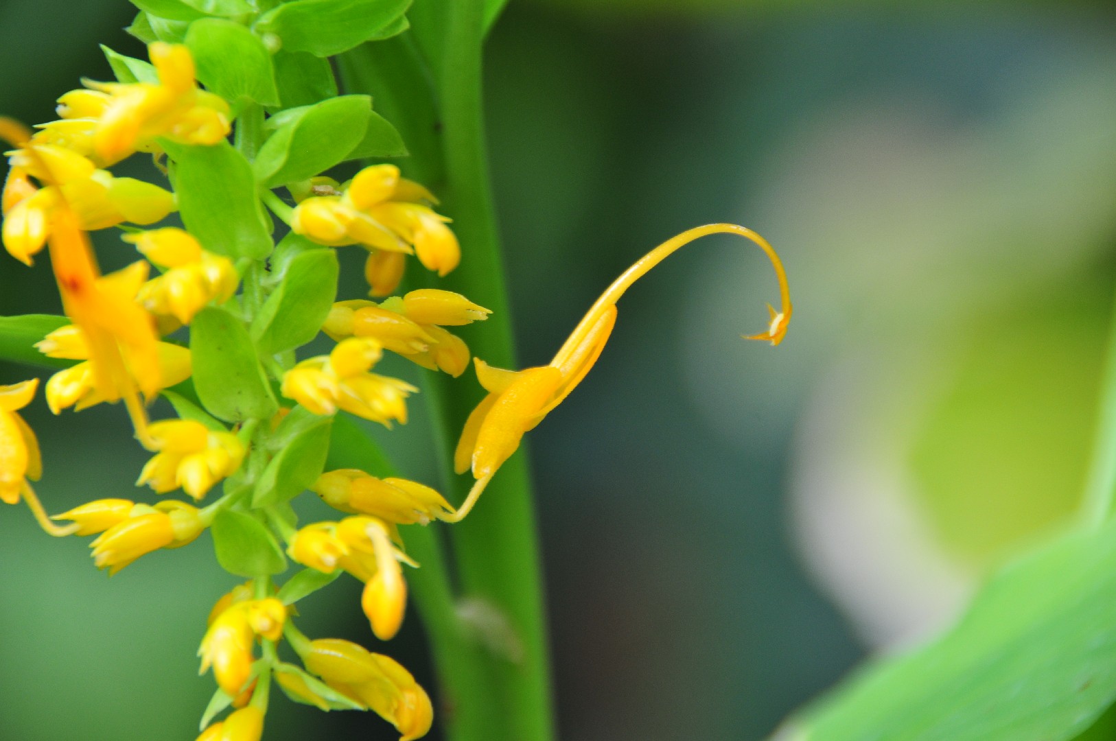 Dancing ladies Care (Watering, Fertilize, Pruning, Propagation ...