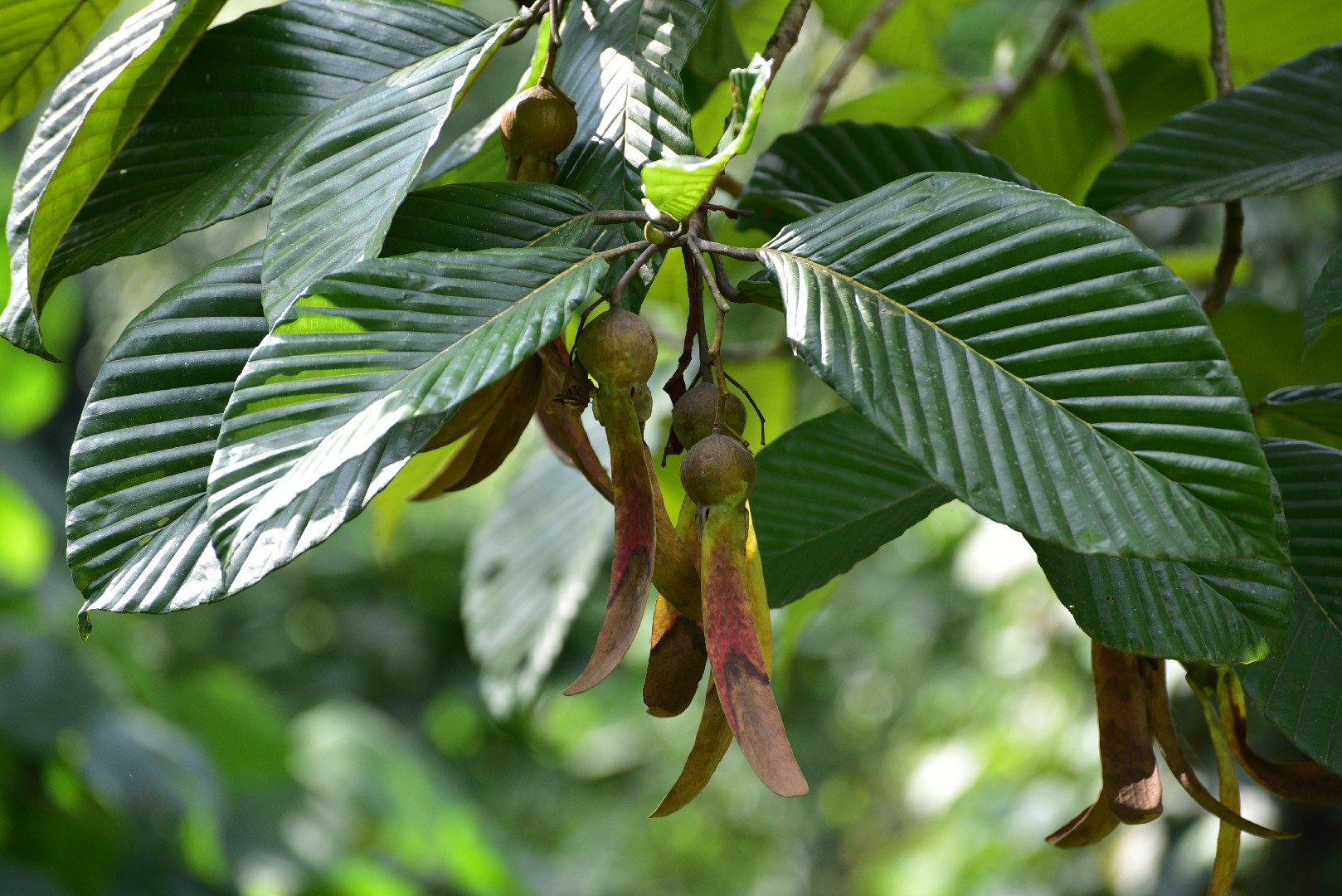 Dipterocarpus Care (Watering, Fertilize, Pruning, Propagation ...