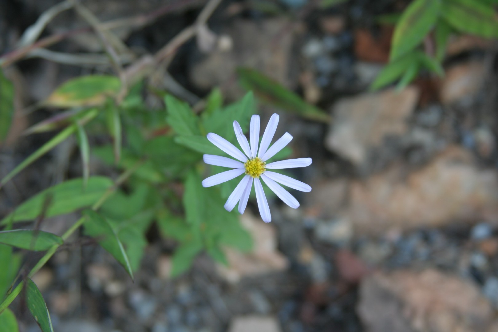 Aster indicus - PictureThis