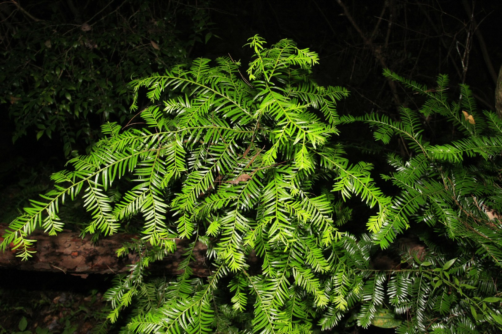 Tejo del Himalaya (Taxus wallichiana) - PictureThis