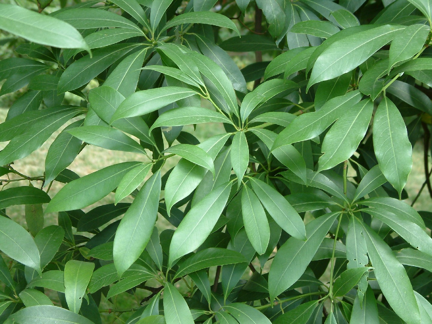 Machilus yunnanensis Flower, Leaf, Care, Uses - PictureThis