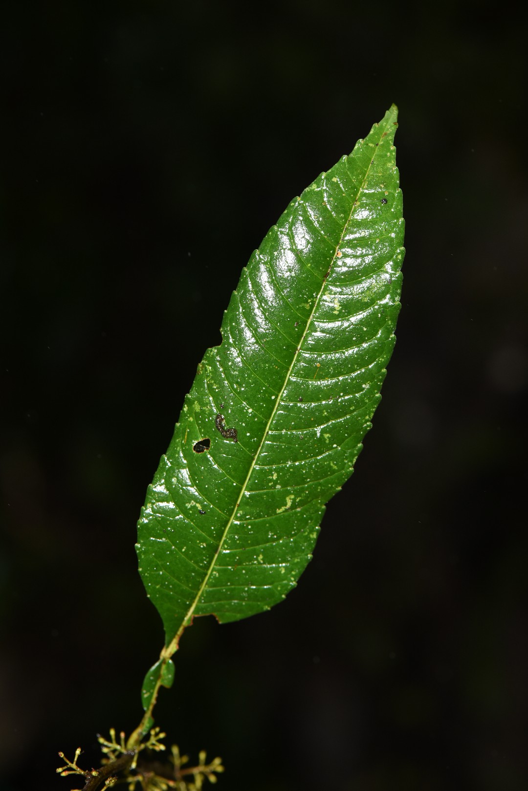プロネフィリウム・ジムノプテリディフロンス (Pronephrium gymnopteridifrons) 花言葉，毒性，よくある質問 ...