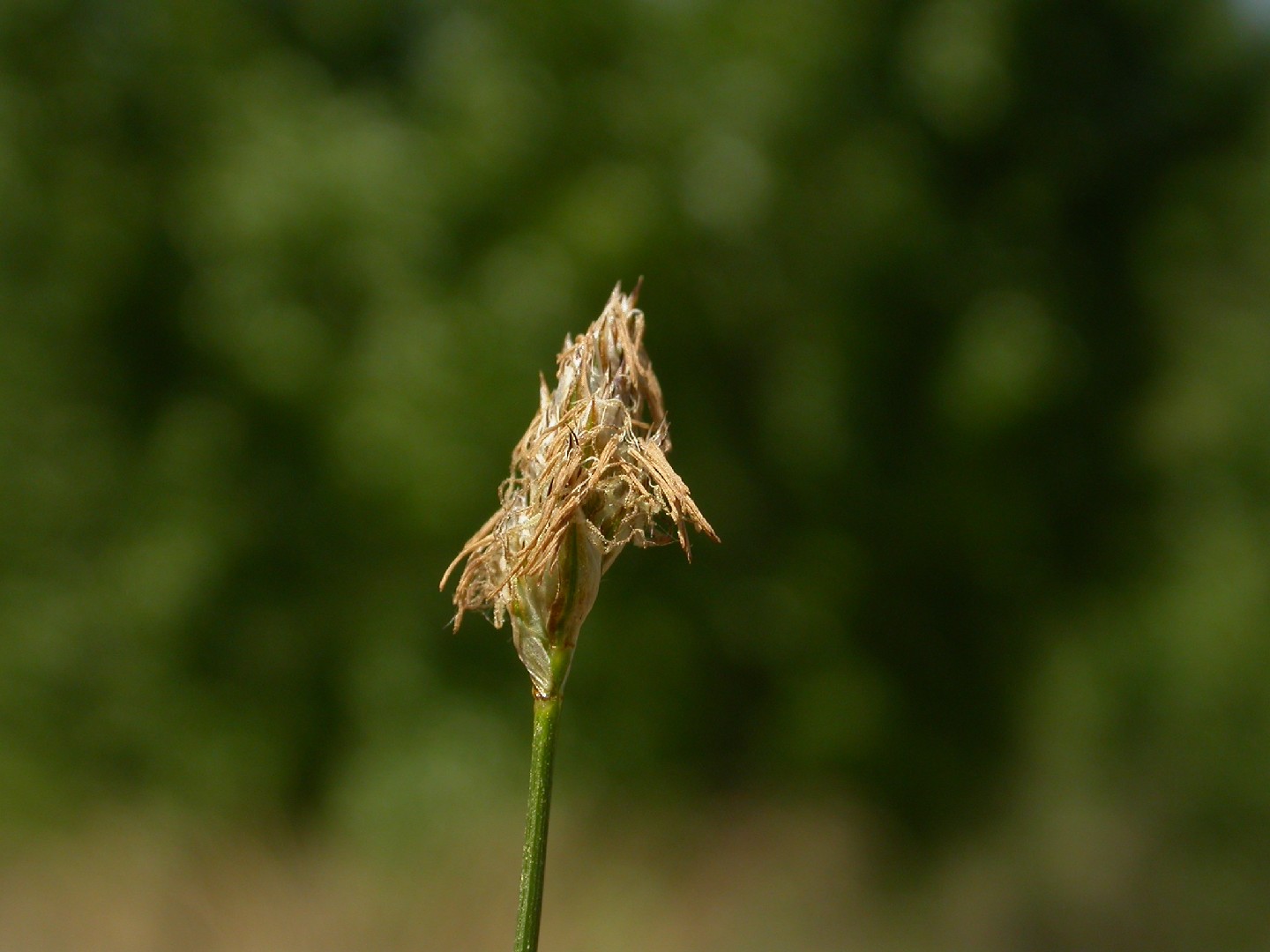 Carex duriuscula - PictureThis