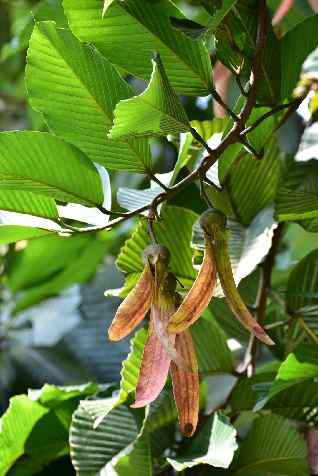 Dipterocarpus Care (Watering, Fertilize, Pruning, Propagation ...